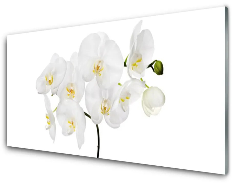 Plexisklo-obraz Bílá Orchidej Květiny 100x50 cm