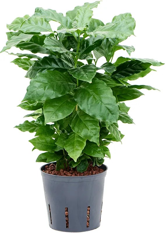 Coffea arabica, průměr 13 cm - hydroponie