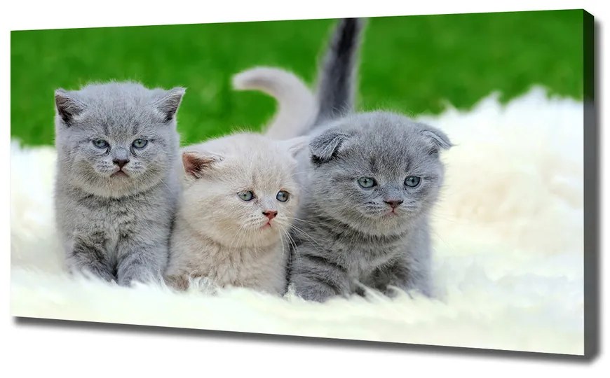 Wallmuralia Foto obraz na plátně Tři kočky na dece 120x60 cm