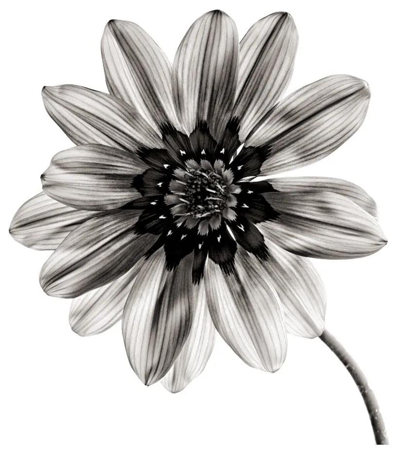 Černo-bílý skleněný obraz Insigne Flower, 30 x 30 cm