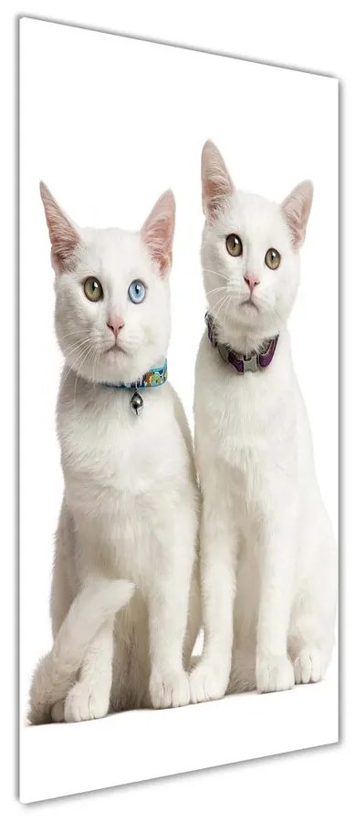 Wallmuralia Foto obraz fotografie na skle Dvě bílé kočky 50x125 cm