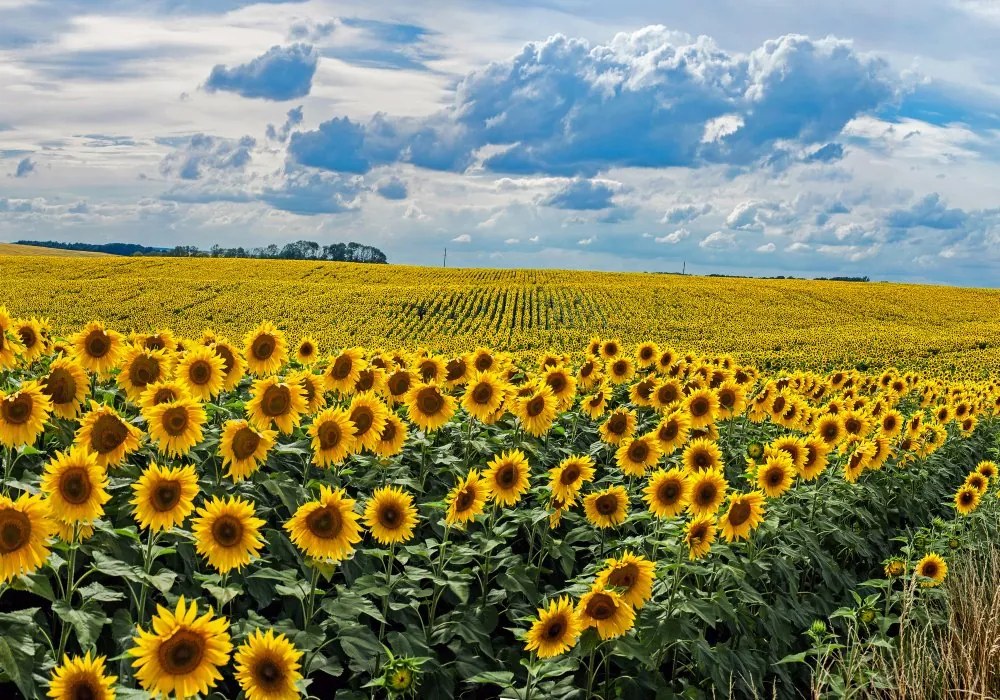 Obraz Letní Krajina Se Slunečnicemi Nedostatek Nedostatek Přírodní plátno 40x30