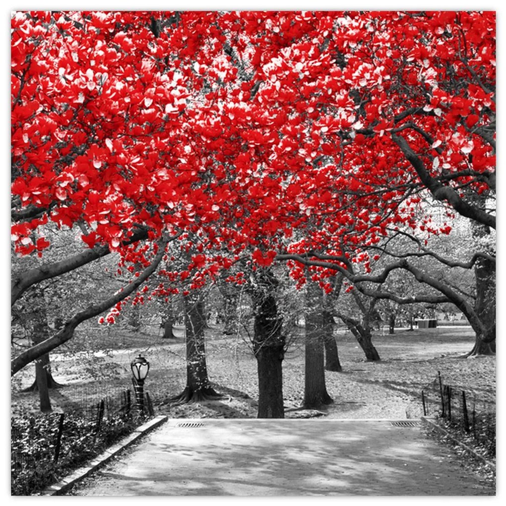 Obraz - Červené stromy, Central Park, New York (30x30 cm)