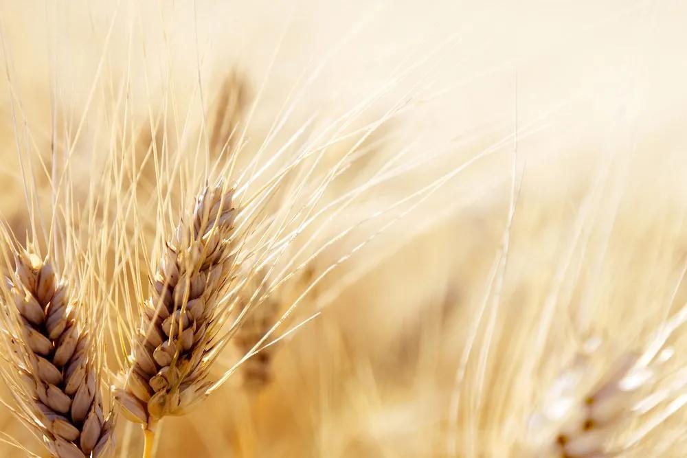 Obraz pšeničné pole Varianta: 120x80