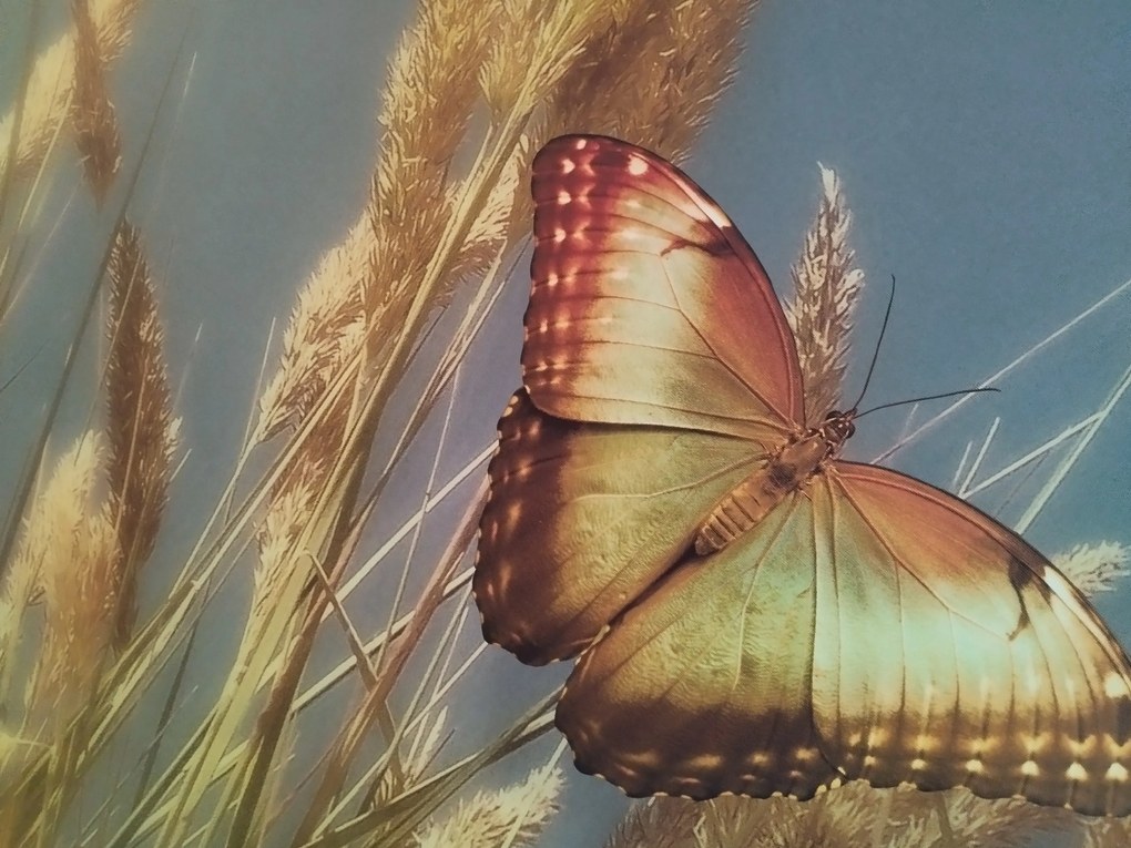 Bondecor Obraz na plátně v rámu "Butterfly gold" 134x59cm
