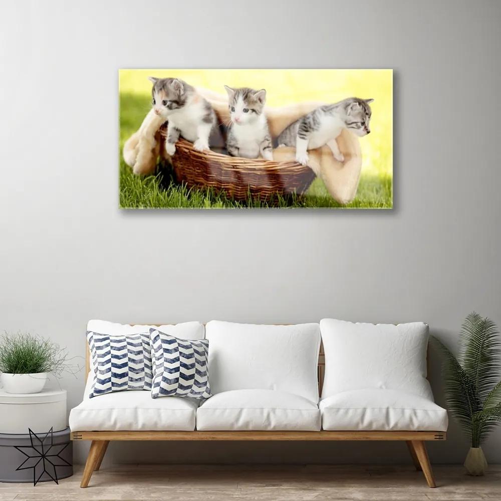 Obraz na skle Kočky Zvířata 100x50 cm