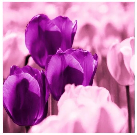 Obraz tří fialových tulipánů  (40x40 cm), 40 dalších rozměrů