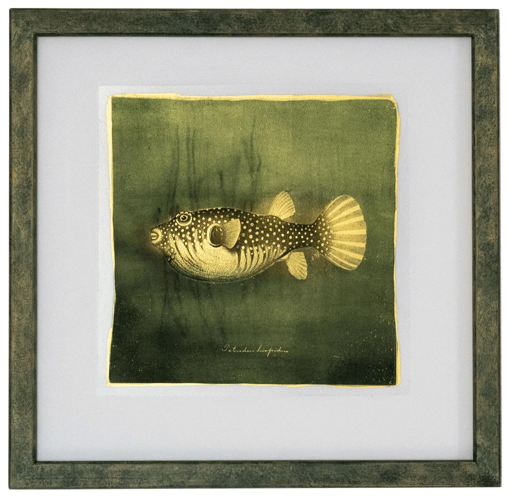 Zlatá rybka III. - pigmentový tisk 1/30 - 36 x 36 cm / s rámem