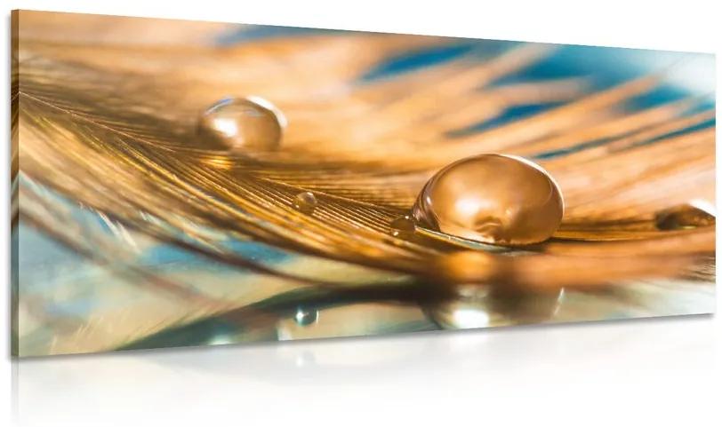 Obraz kapka vody na zlatém pírku Varianta: 100x50