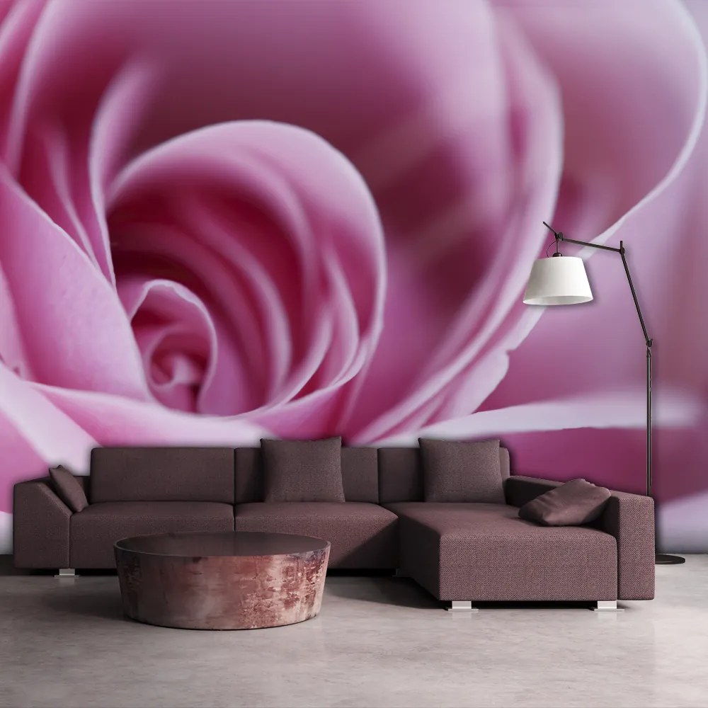 Fototapeta Bimago - Pink rose + lepidlo zdarma 200x154 cm