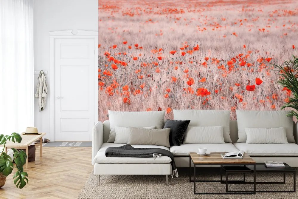 Fototapeta Poppy Field Strukturální vinyl 416x290