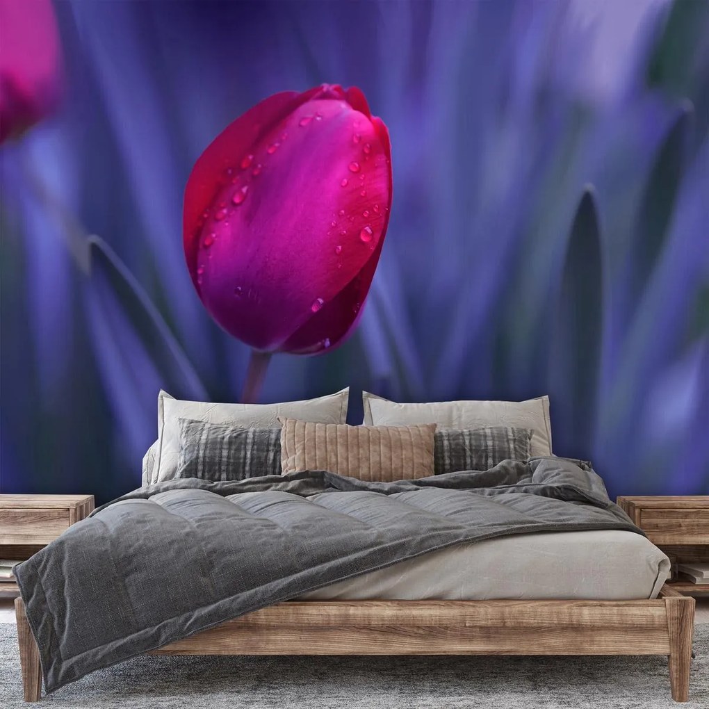 Fototapeta - Tulipán (245x170 cm)