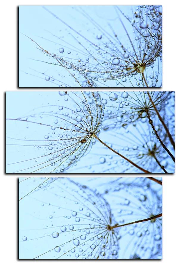 Obraz na plátně - Pampelišková semínka s kapkami vody - obdélník 7202C (120x80 cm)