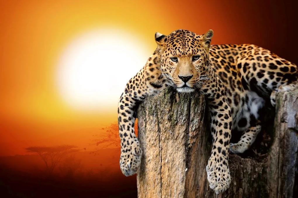 DIMEX | Samolepicí vliesová fototapeta na zeď Leopard se západem slunce MA-5-0599 | 375 x 250 cm | červená, béžová, oranžová