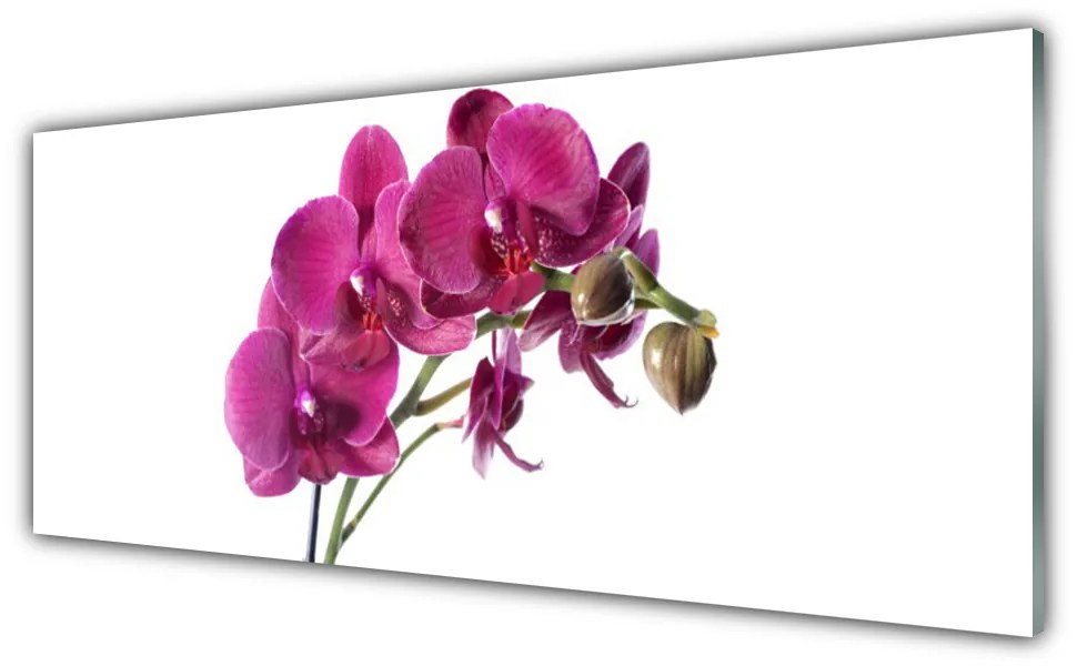 Plexisklo-obraz Orchidej Květiny Příroda 125x50 cm