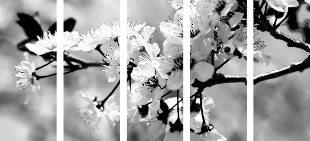 5-dílný obraz třešňový květ v černobílém provedení Varianta: 100x50