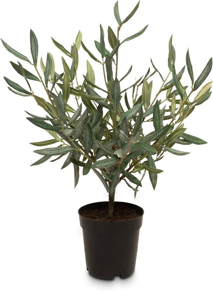Olivovník, 51 cm