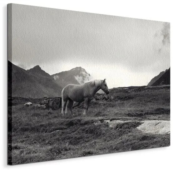Obraz na plátně Kůň v horách Stridsberg Andreas 80x60cm WDC44599