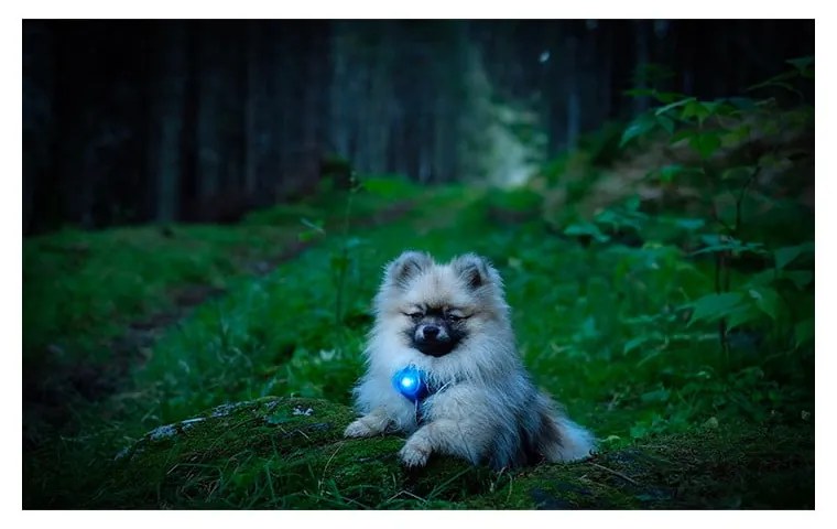 LED světlo na obojek Blue – Orbiloc
