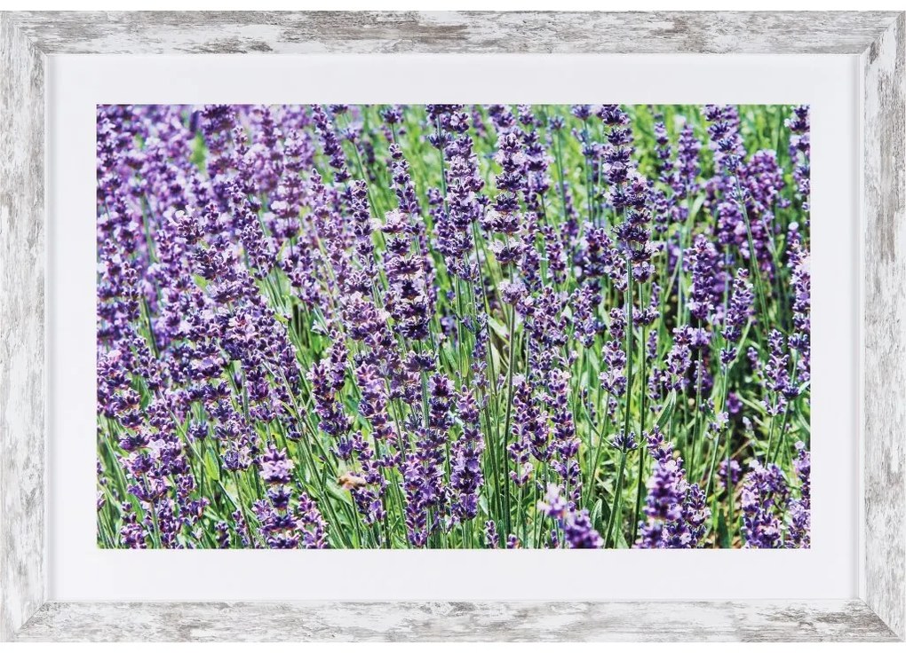 Bondecor Obraz v rámu "Lavender" 53x37cm