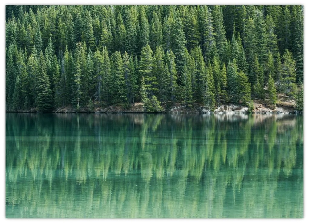 Skleněný obraz - Jehličnany u jezera (70x50 cm)