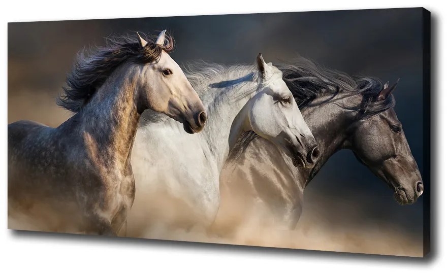 Wallmuralia Foto obraz na plátně Koně ve cvalu 100x50