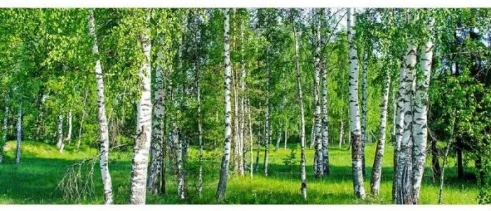 DIMEX | Panoramatická vliesová fototapeta na zeď Březový háj MP-2-0100  | 375 x 150 cm | bílá, černá, zelená