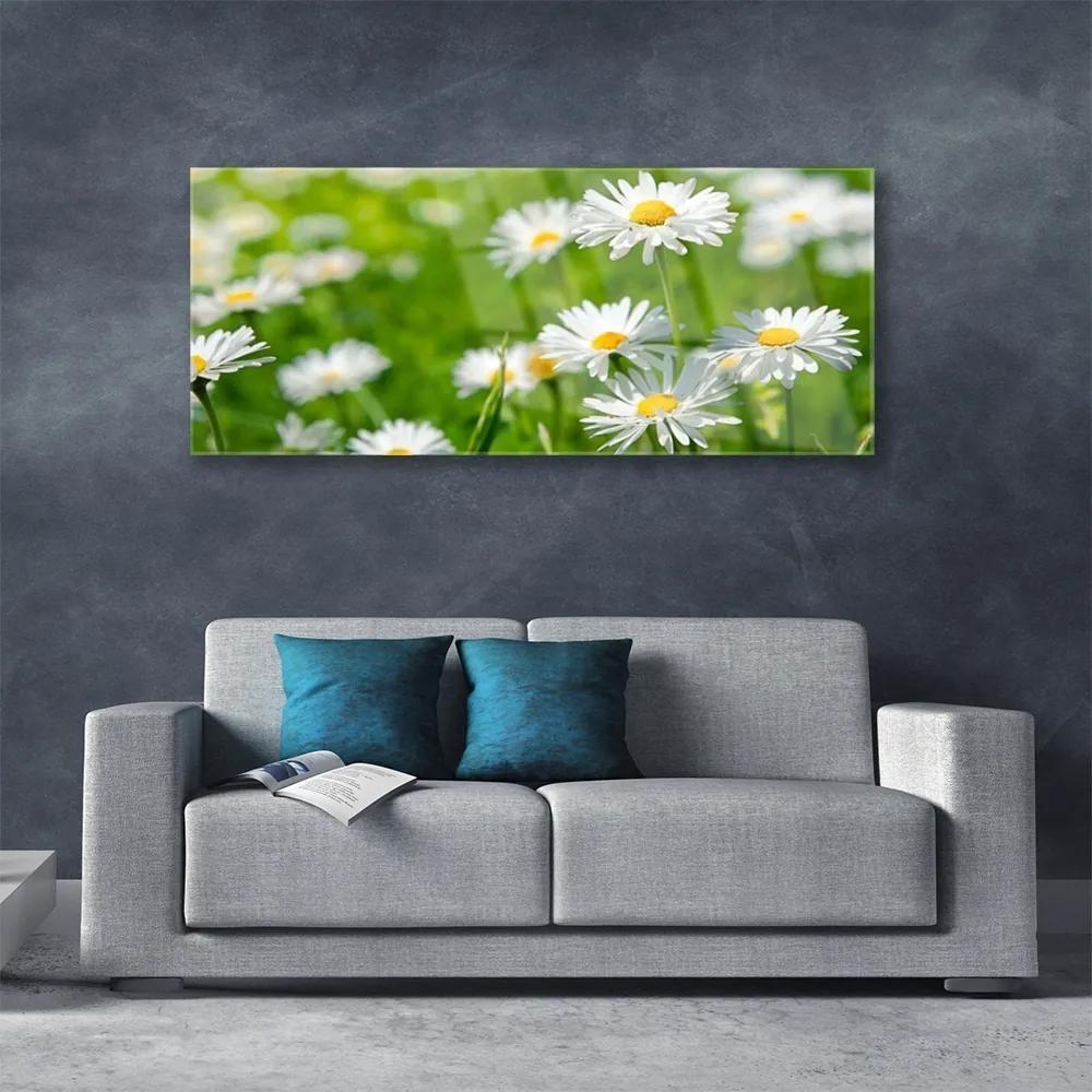 Plexisklo-obraz Sedmikráska Květ Rostlina 125x50 cm