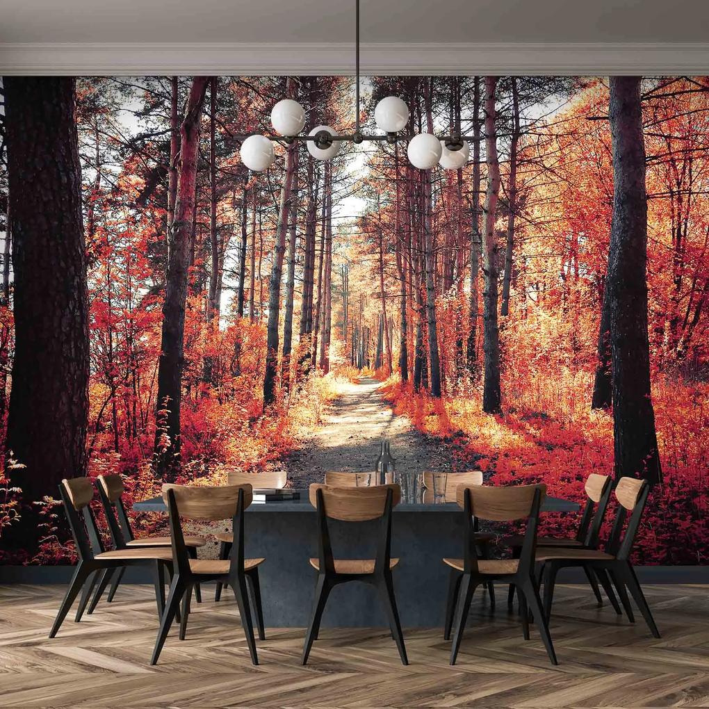 Malvis ® Tapeta Červený podzim v lese Vel. (šířka x výška): 360 x 260 cm