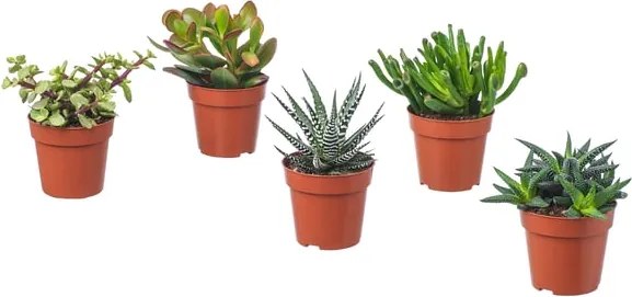 SUCCULENT Rostlina, různé druhy/Sukulent, 9 cm