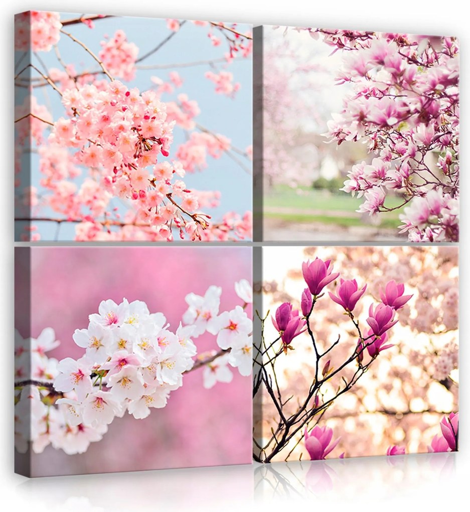 Obraz 50x50 Jaro kvetení květy sakura magnolie růžová bílá