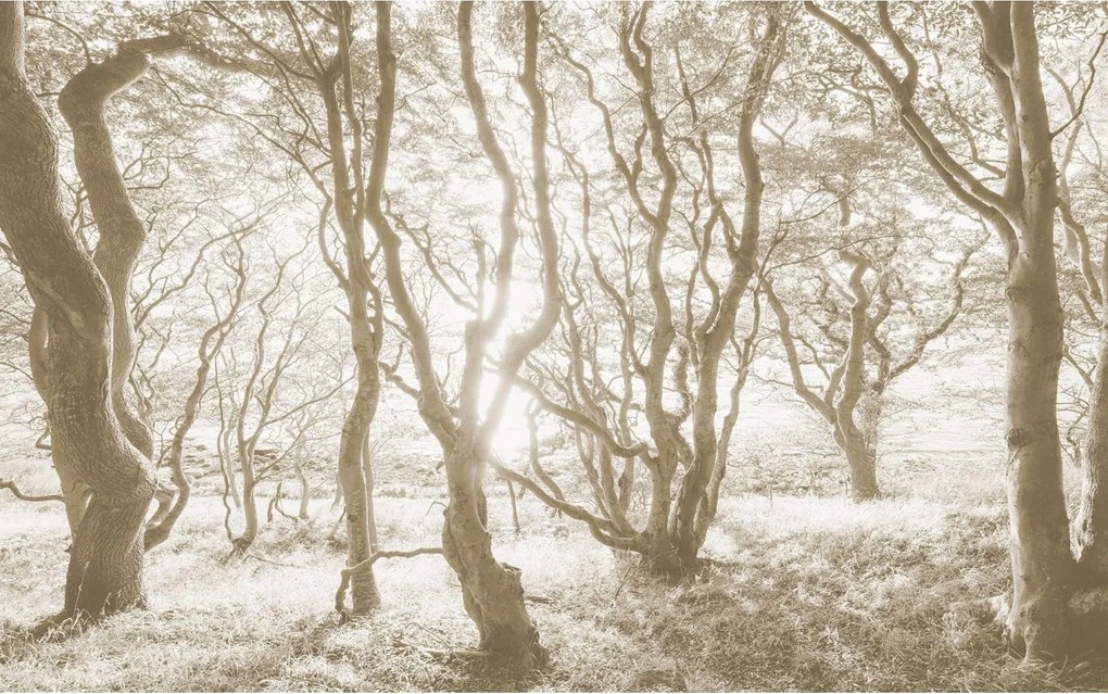 Komar Vliesová fototapeta Bleached Birch 400 x 250 cm