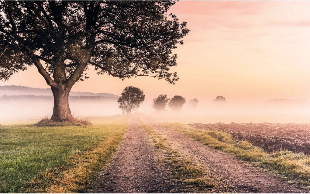 Komar Vliesová fototapeta Misty Morning 400 x 250 cm