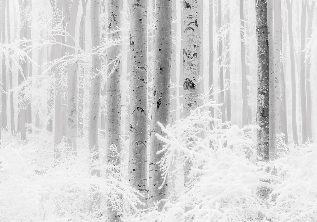 Komar Vliesová fototapeta Winter Wood 400 x 280 cm