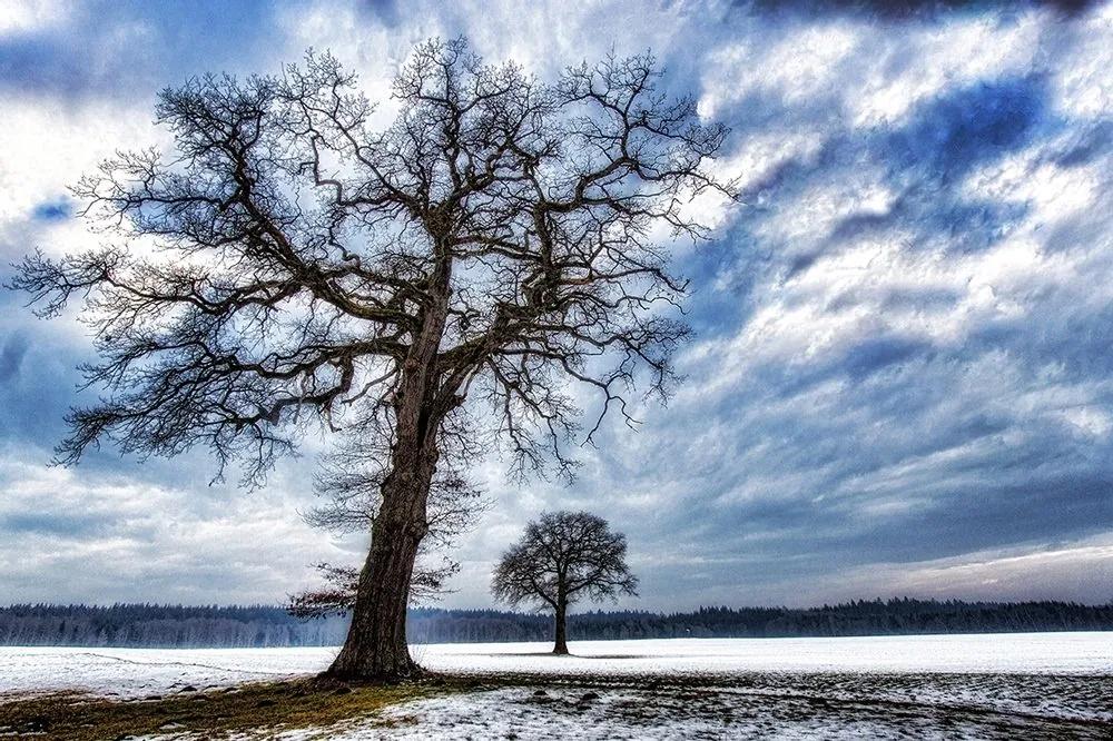 Samolepící fototapeta stromy v zimě - 300x200 cm