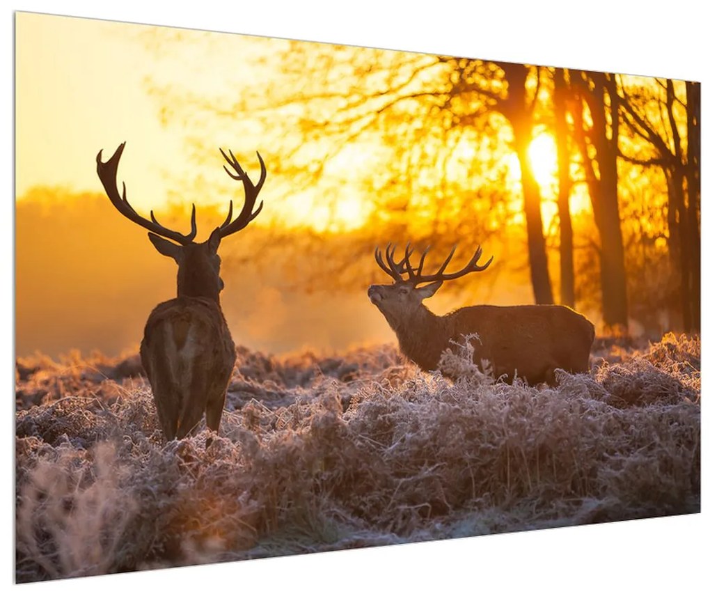 Obraz jelenů (120x80 cm)