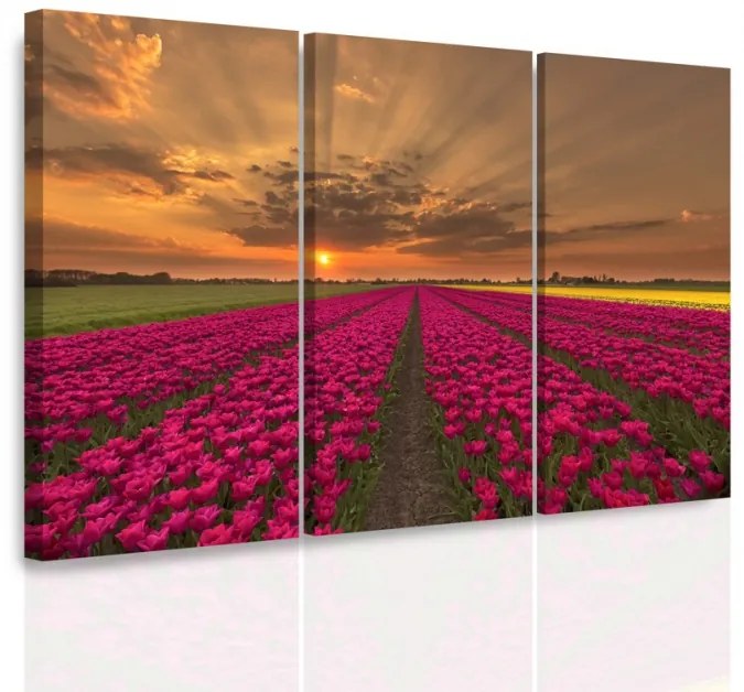 Vícedílný obraz pole tulipánů Velikost (šířka x výška): 120x80 cm