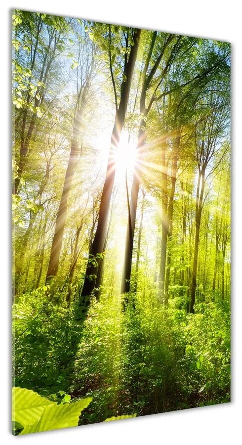 Wallmuralia Foto obraz akryl do obýváku Slunce v lese 60x120 cm