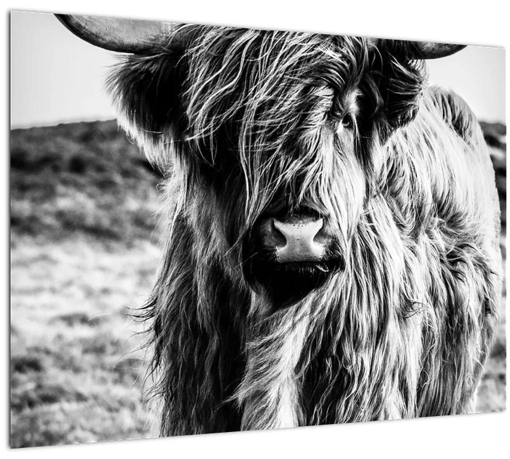Obraz - Highland - Skotská kráva (70x50 cm)