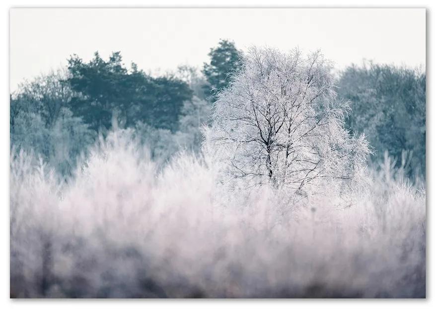 Wallmuralia Foto obraz sklo tvrzené Stromy zimou 100x70 cm