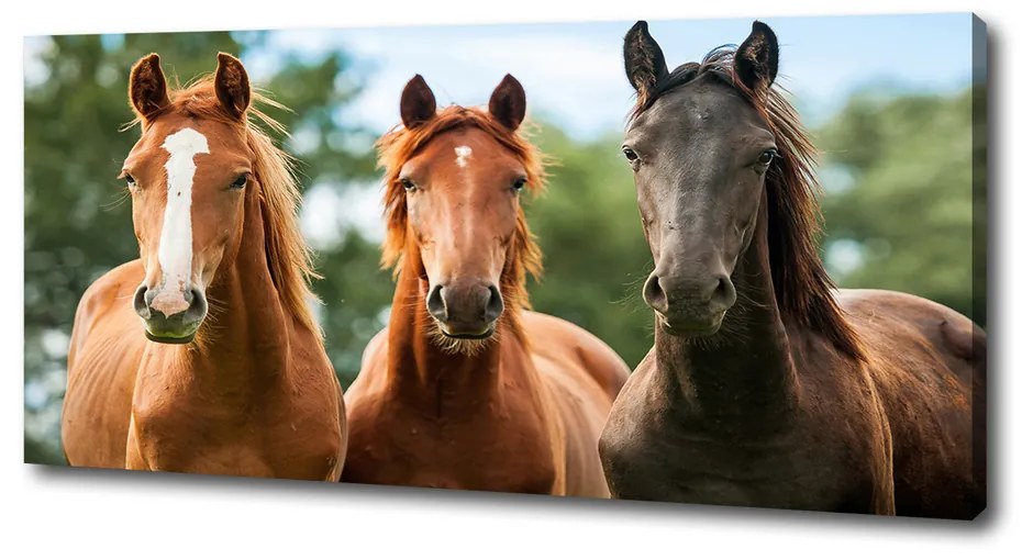 Wallmuralia Moderní fotoobraz canvas na rámu Tři koně 125x50 cm