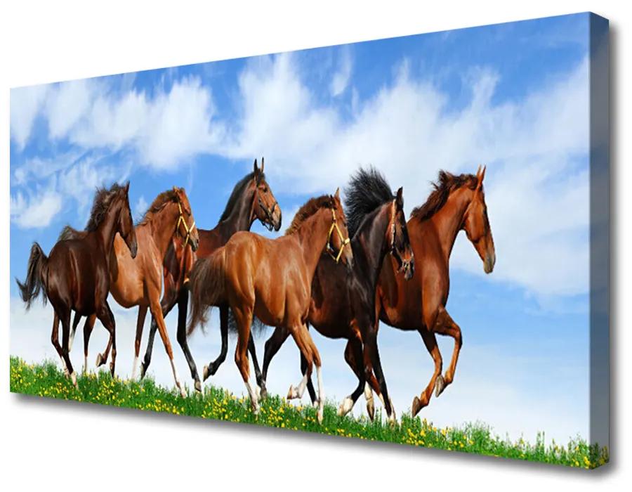 Obraz na plátně Cválající Koně na Pastvině 100x50cm