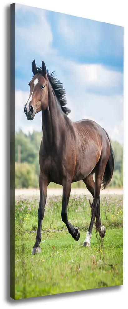 Wallmuralia Foto obraz na plátně do obýváku Kůň na poli 50x125 cm
