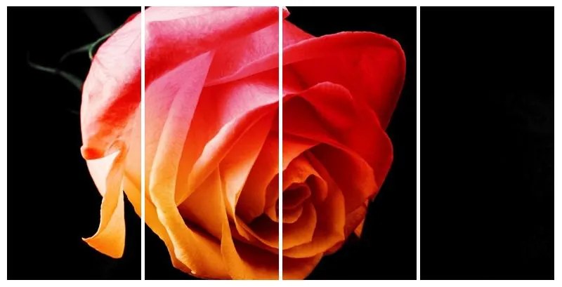 Obraz oranžové růže  (160x80 cm), 40 dalších rozměrů