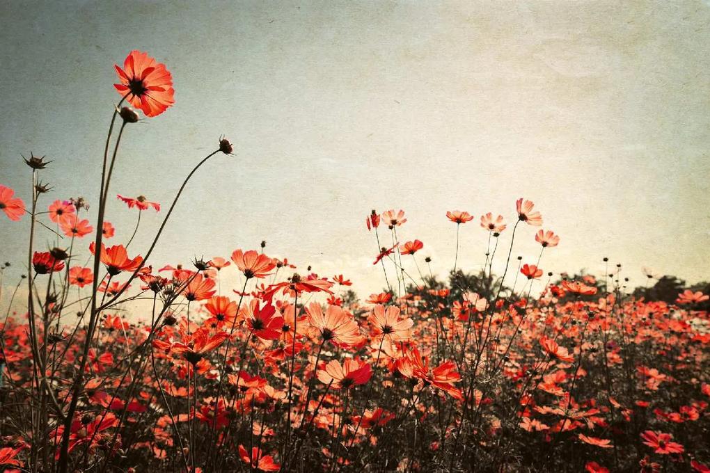 DIMEX | Vliesová fototapeta Retro květiny MS-5-1309 | 375 x 250 cm| červená, šedá