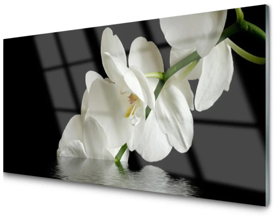 Plexisklo obraz Orchidej ve Vodě Květiny