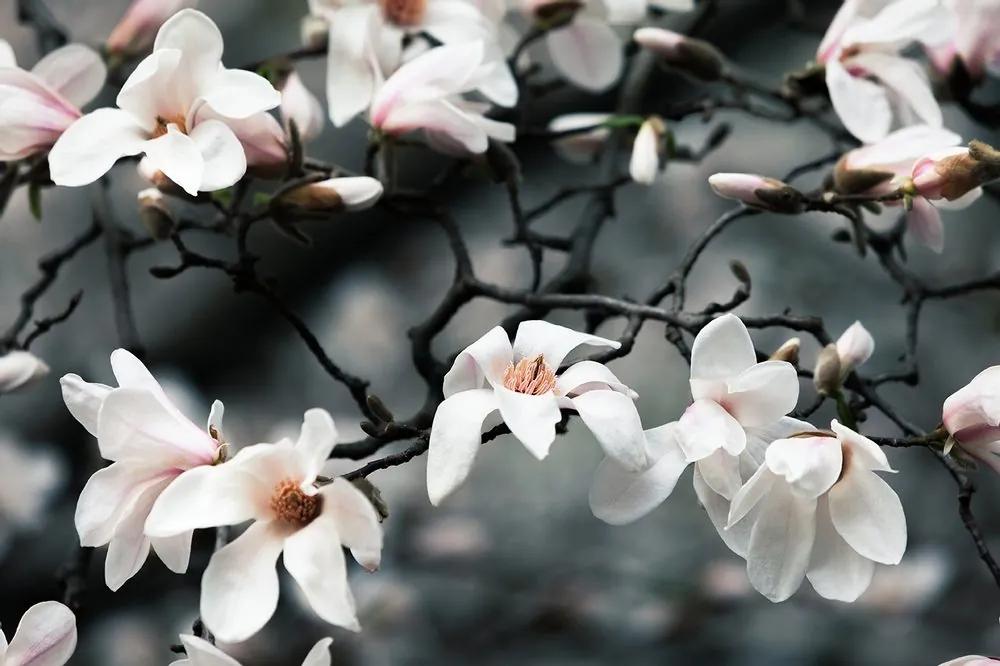 Samolepící fototapeta probouzející se magnolie - 450x300 cm