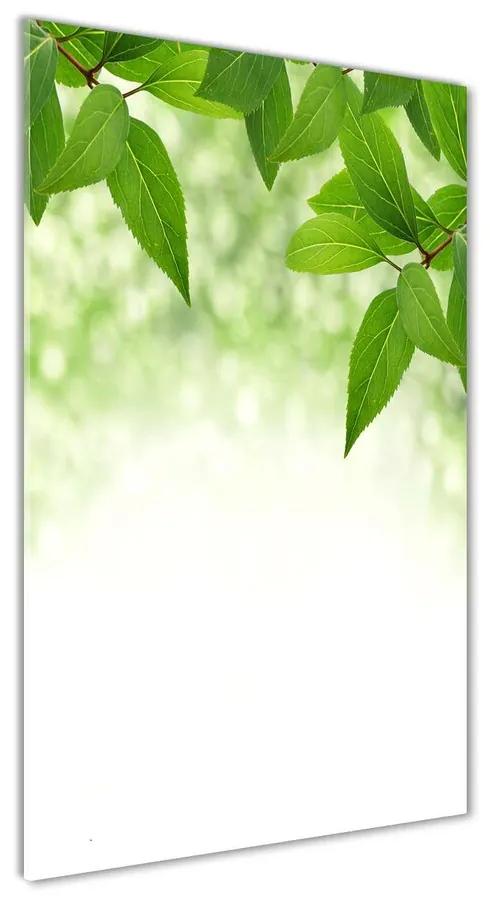 Wallmuralia Foto obraz akryl do obýváku Zelené listí 50x100 cm