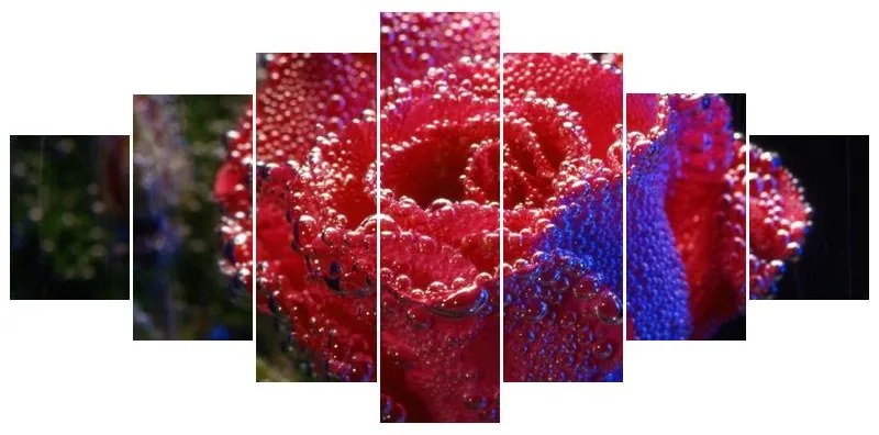 Obraz orosené růže (210x100 cm), 40 dalších rozměrů