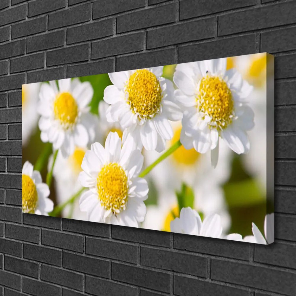 Obraz na plátně Květiny Sedmikráska Příroda 120x60 cm